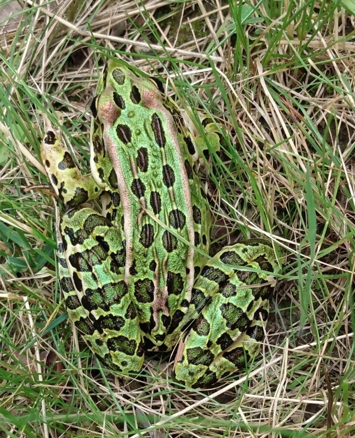 Northern Leopard Frog from Perth, ON K7H 3C7, Canada on August 03, 2022 ...