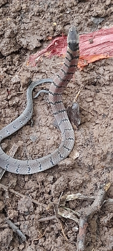 Spotted Coffee Snake (Ninia maculata) - Snakes and Lizards