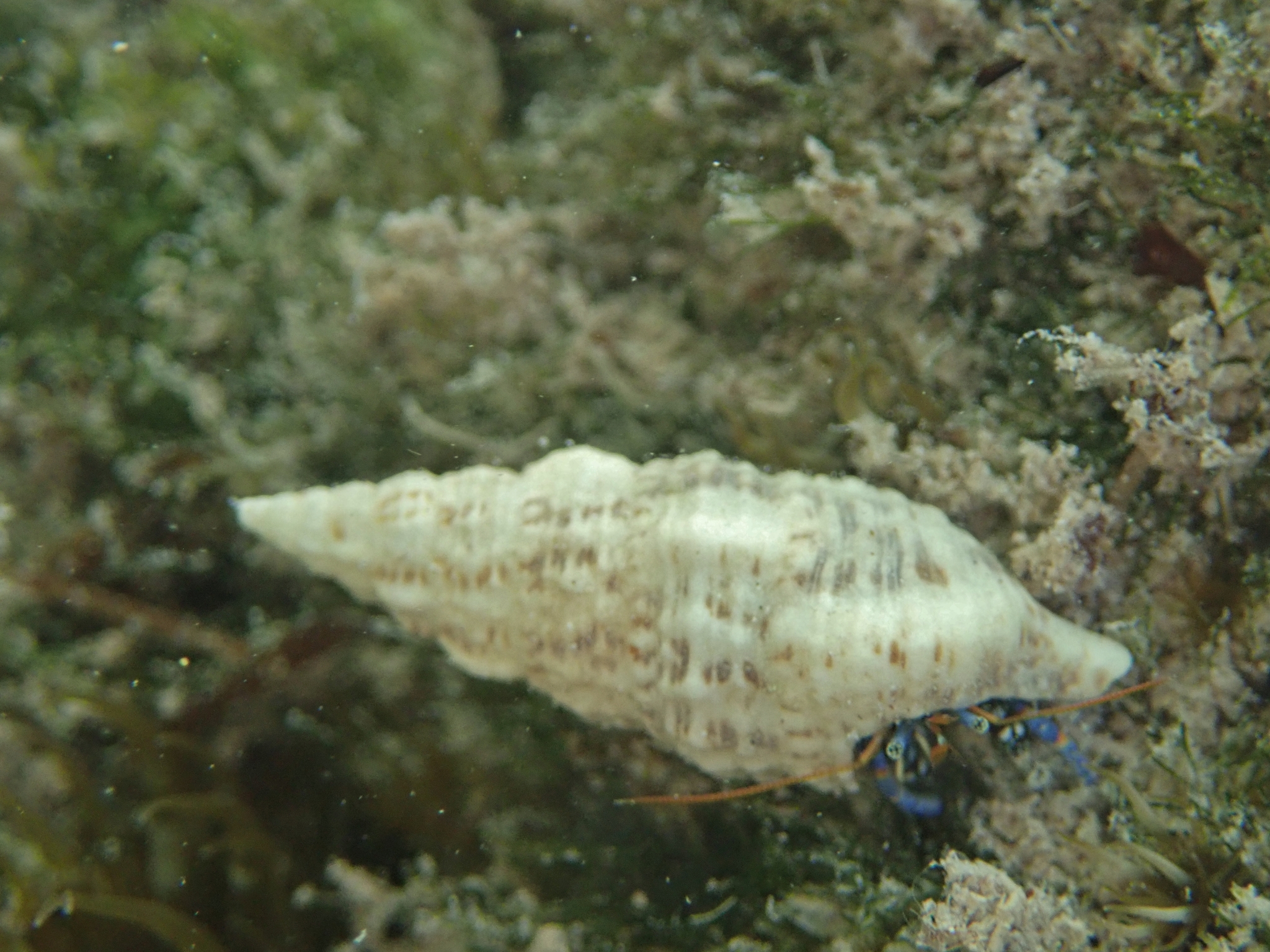 Cerithium eburneum Bruguière, 1792