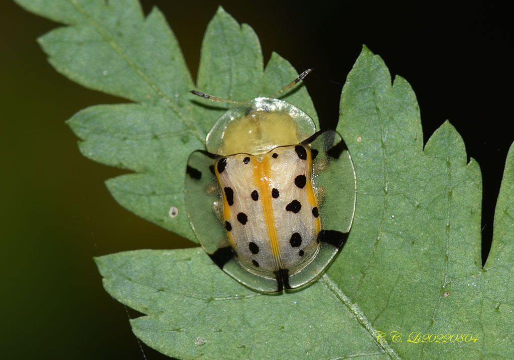 Asian Spotted Tortoise Beetle from 台灣台北 on August 4, 2022 at 09:53 AM ...
