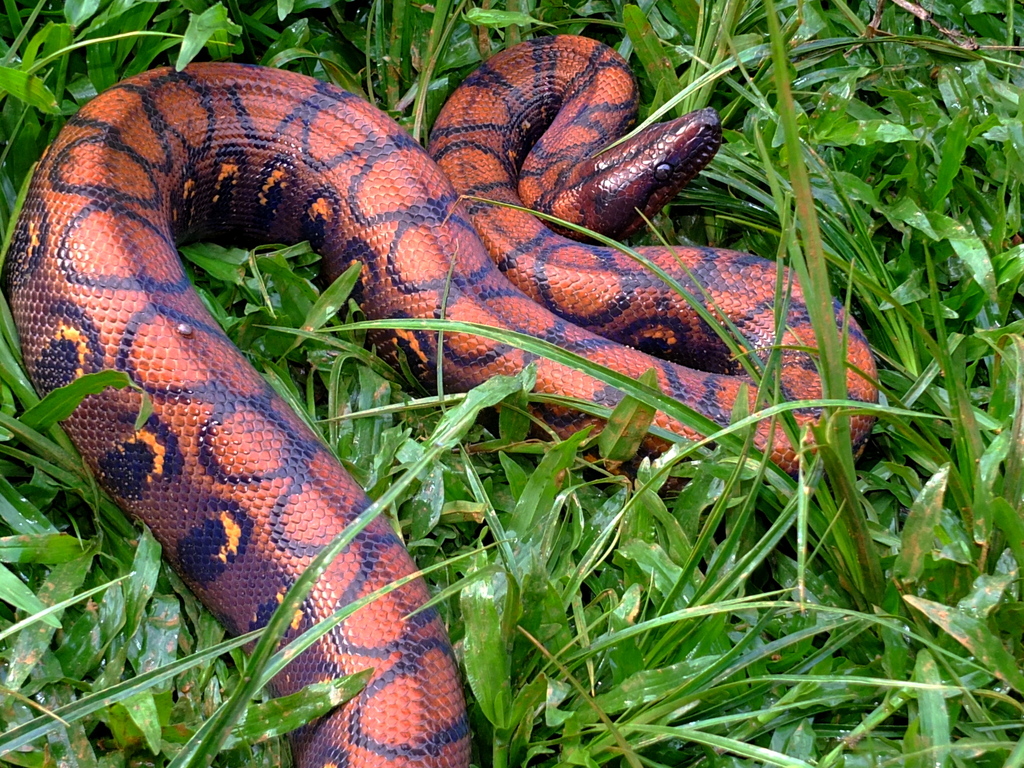 Western Rainbow Boa from Saül, Guyane française on January 04, 2016 at ...