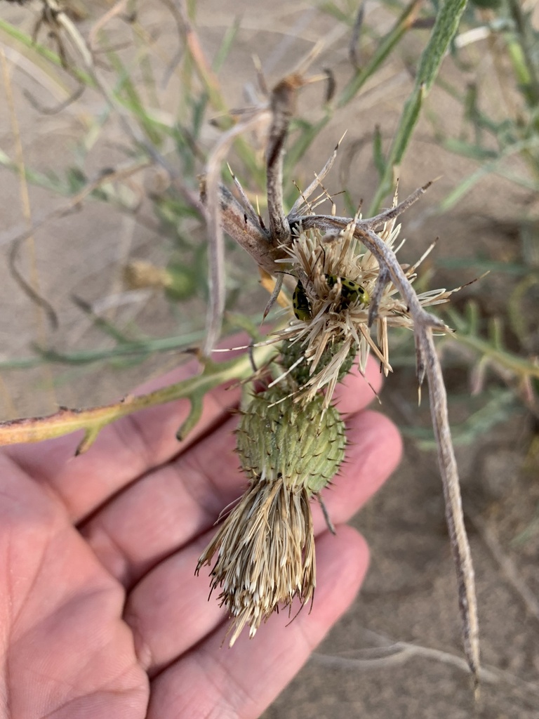Pitcher's thistle in August 2022 by Dave1682 · iNaturalist