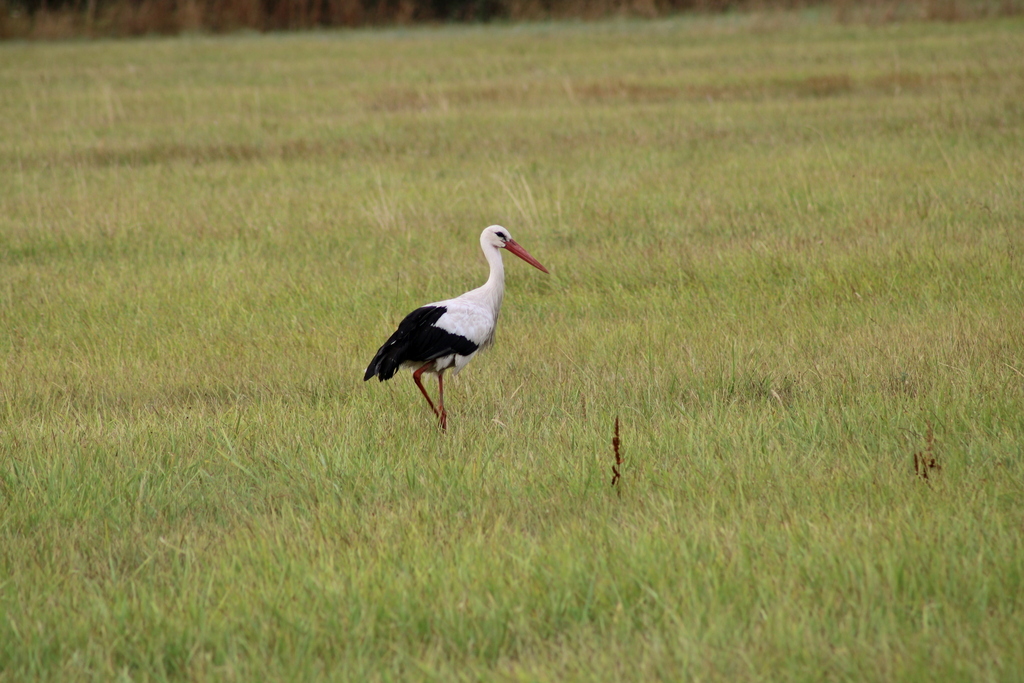 White Stork from 62180 Waben, France on August 03, 2022 at 08:06 AM by ...