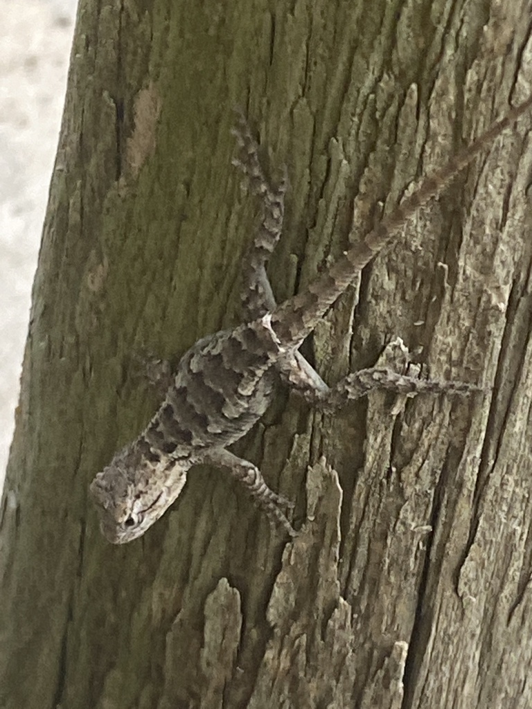 Texas Spiny Lizard from Briarcliff Dr, Arlington, TX, US on August 03 ...