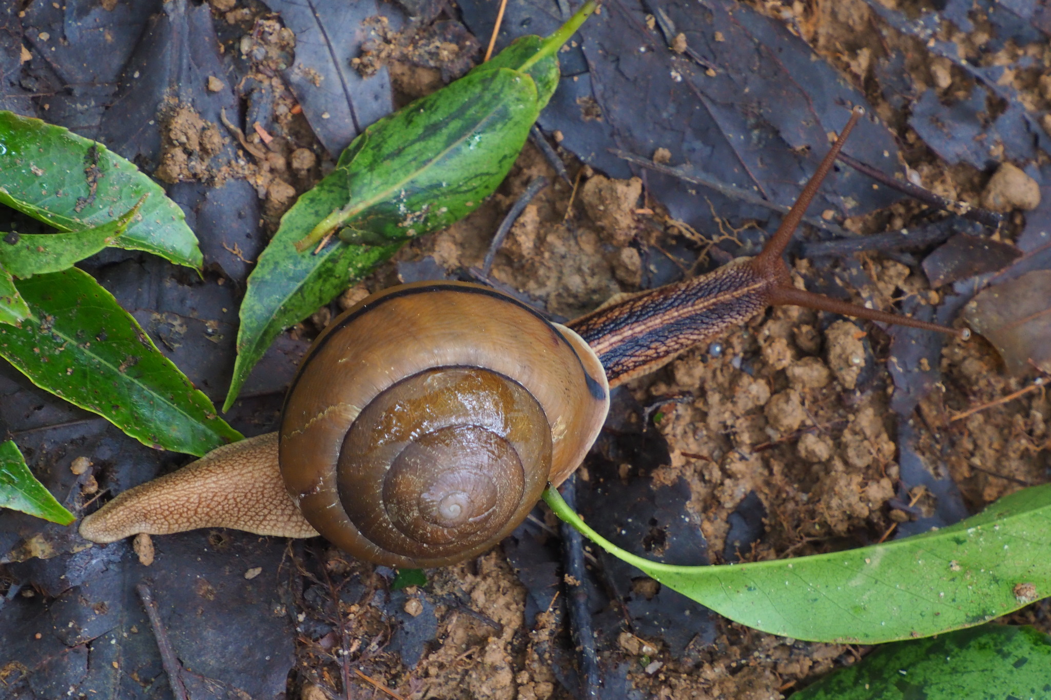 Camaena hainanensis (H.Adams, 1870)