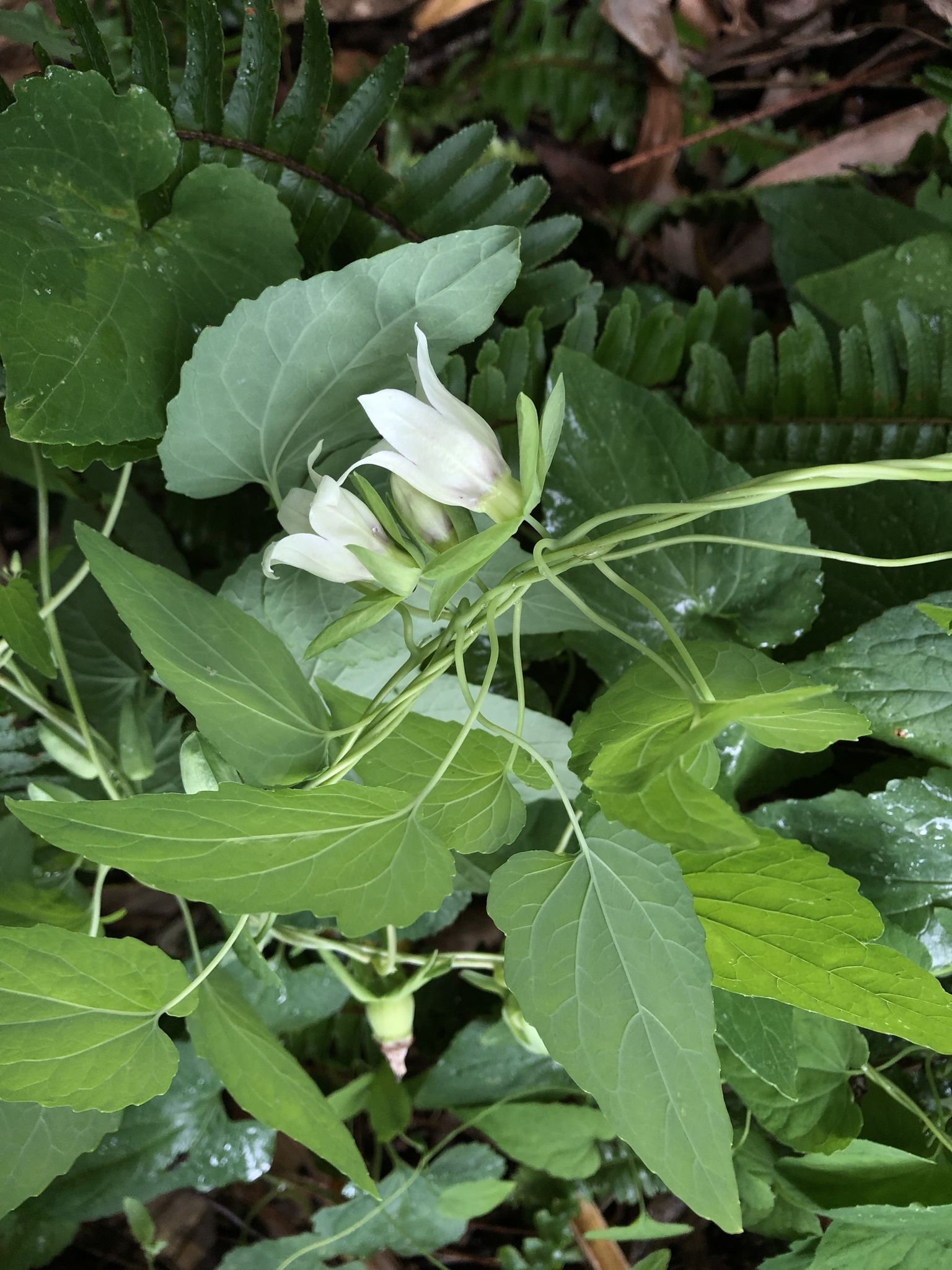 Codonopsis javanica (Blume) Hook.f. & Thomson