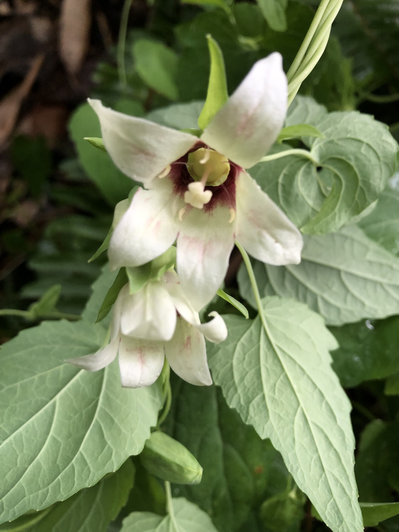 Codonopsis javanica (Blume) Hook.f. & Thomson