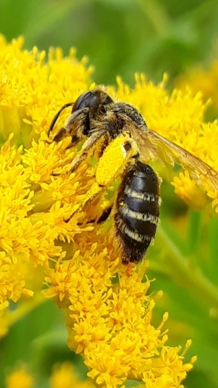 Yellow-legged Mining Bee from 117 Rue de la Croix Marmuse on August 04 ...