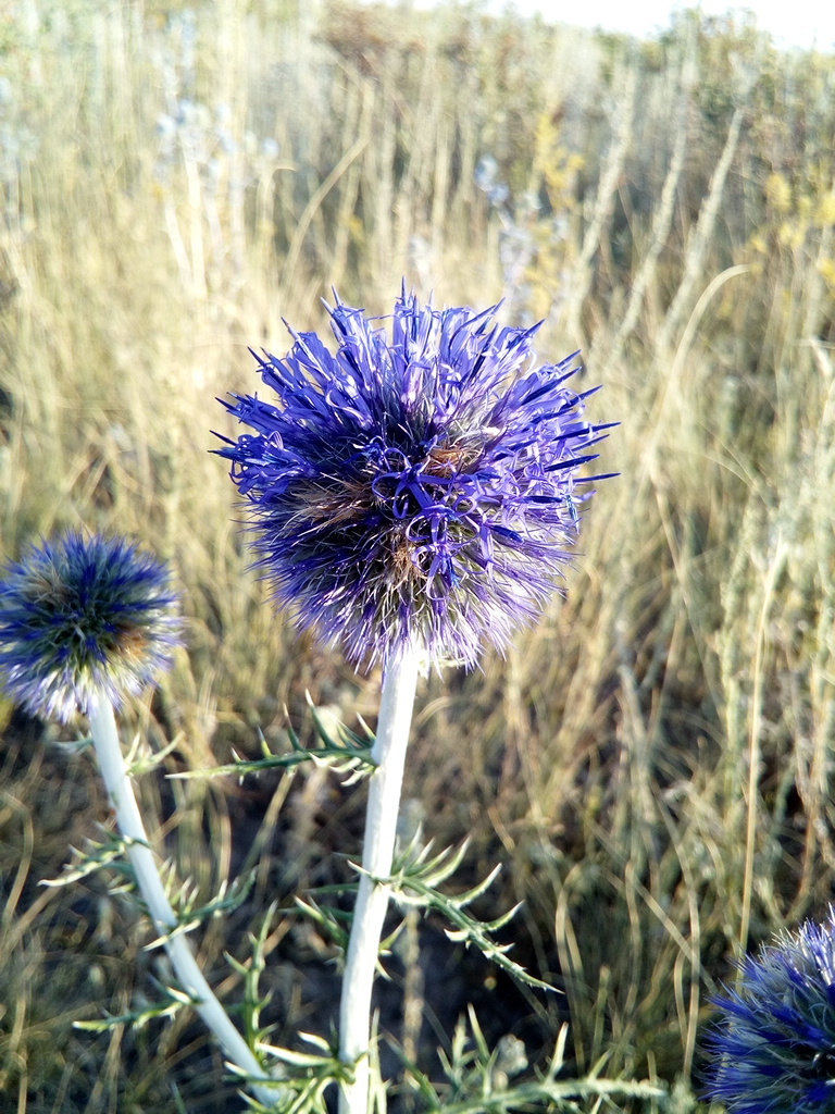 Echinops latifolius Tausch