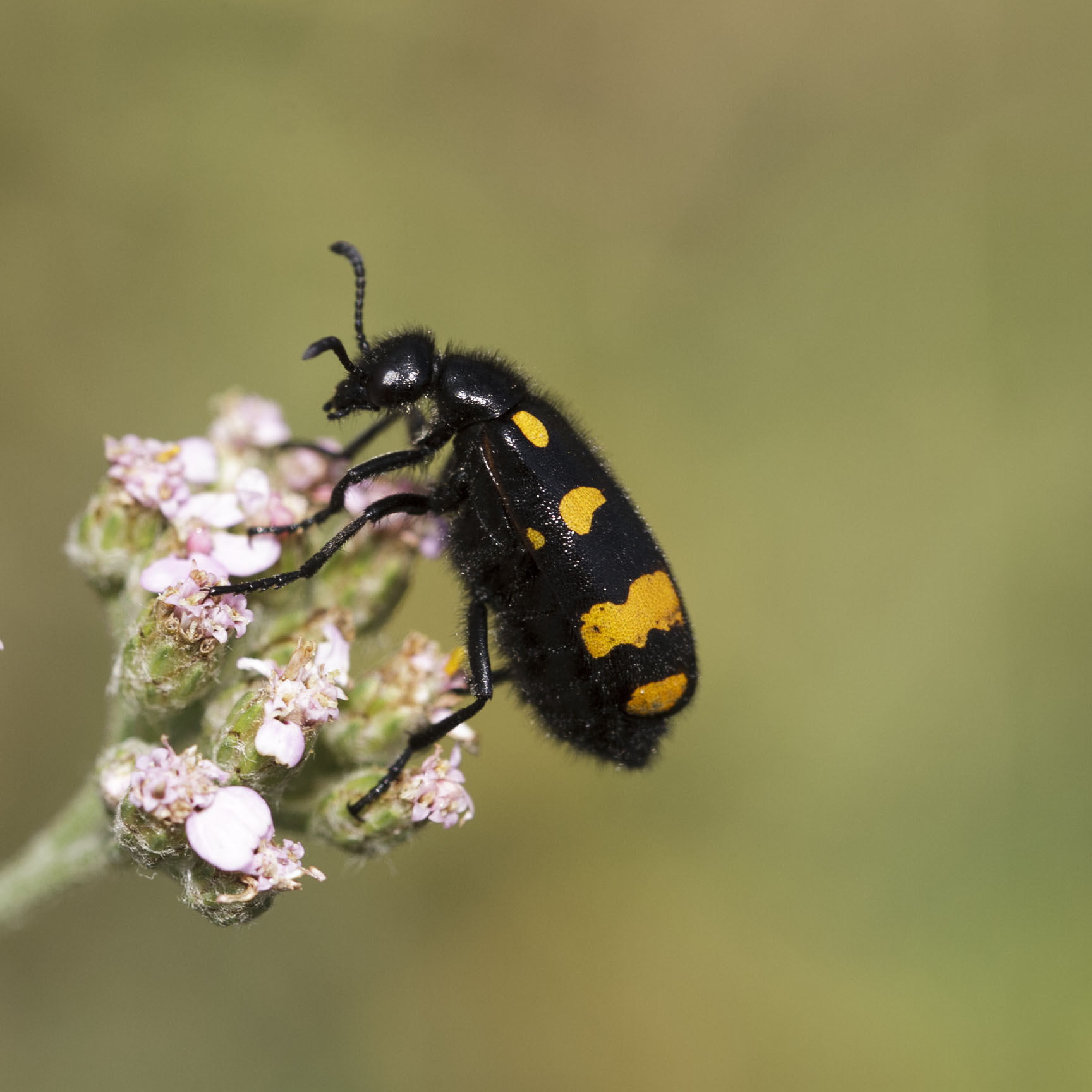 Hycleus polymorphus (Pallas, 1771)