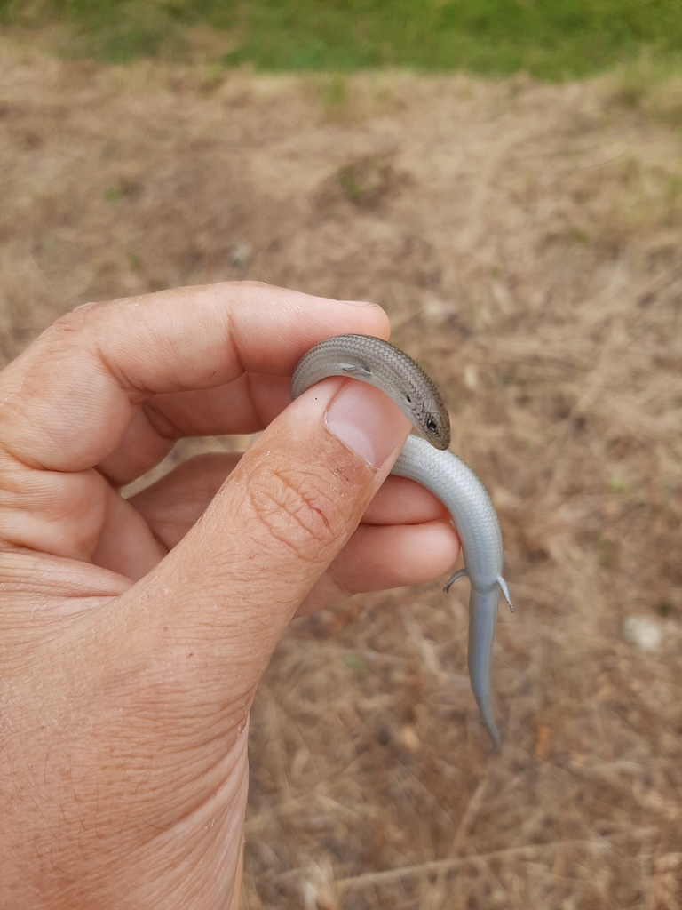 Western Three-toed Skink from 2740 Porto Salvo, Portugal on August 4 ...