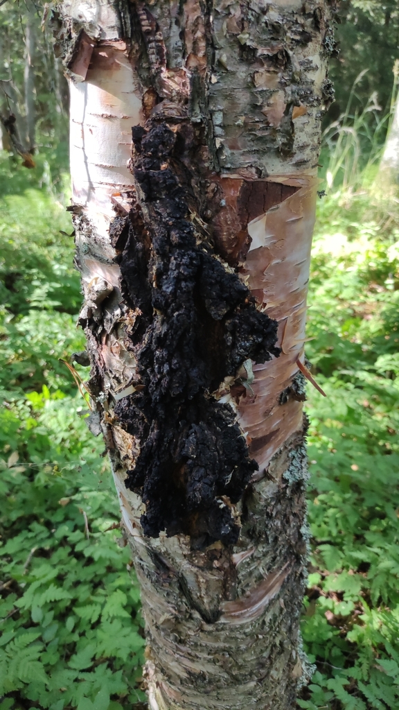 Inonotus obliquus sterilis from 85340 Sievi, Suomi on August 04, 2022 ...