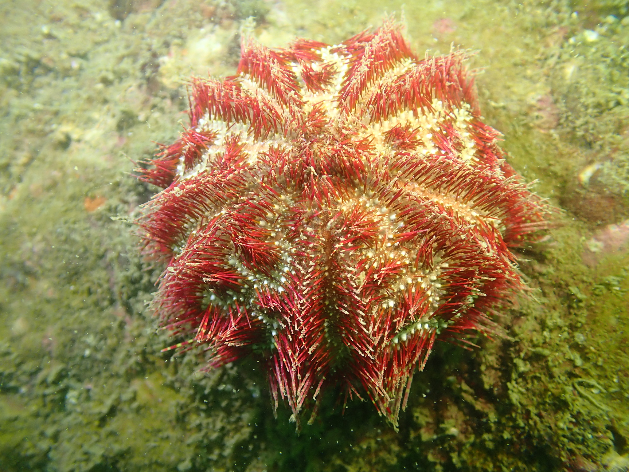 Salmacis bicolor L.Agassiz, 1846