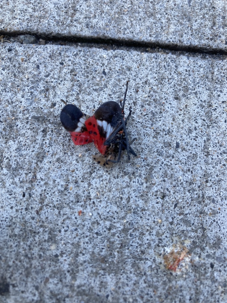 Spotted Lanternfly from Long Island, New York, NY, US on August 03 ...