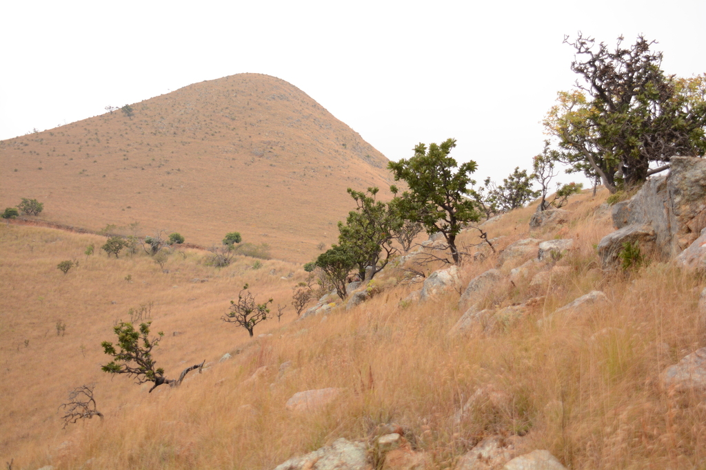 Saddleback Sugarbush from Ehlanzeni, South Africa on June 22, 2022 at ...