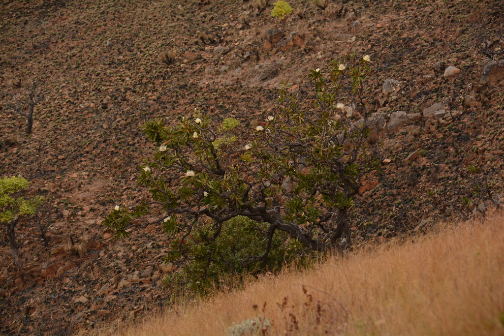 Saddleback Sugarbush from Ehlanzeni, South Africa on June 22, 2022 at ...