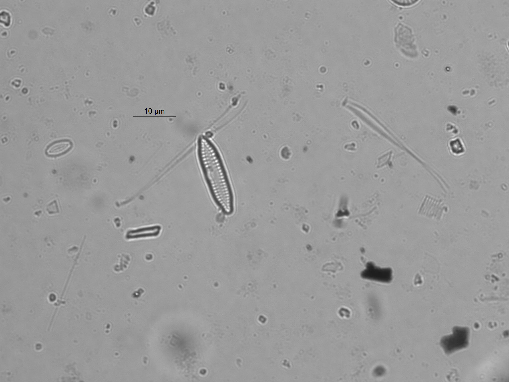 Fragilaria vaucheriae (Kützing) J.B.Petersen, 1938