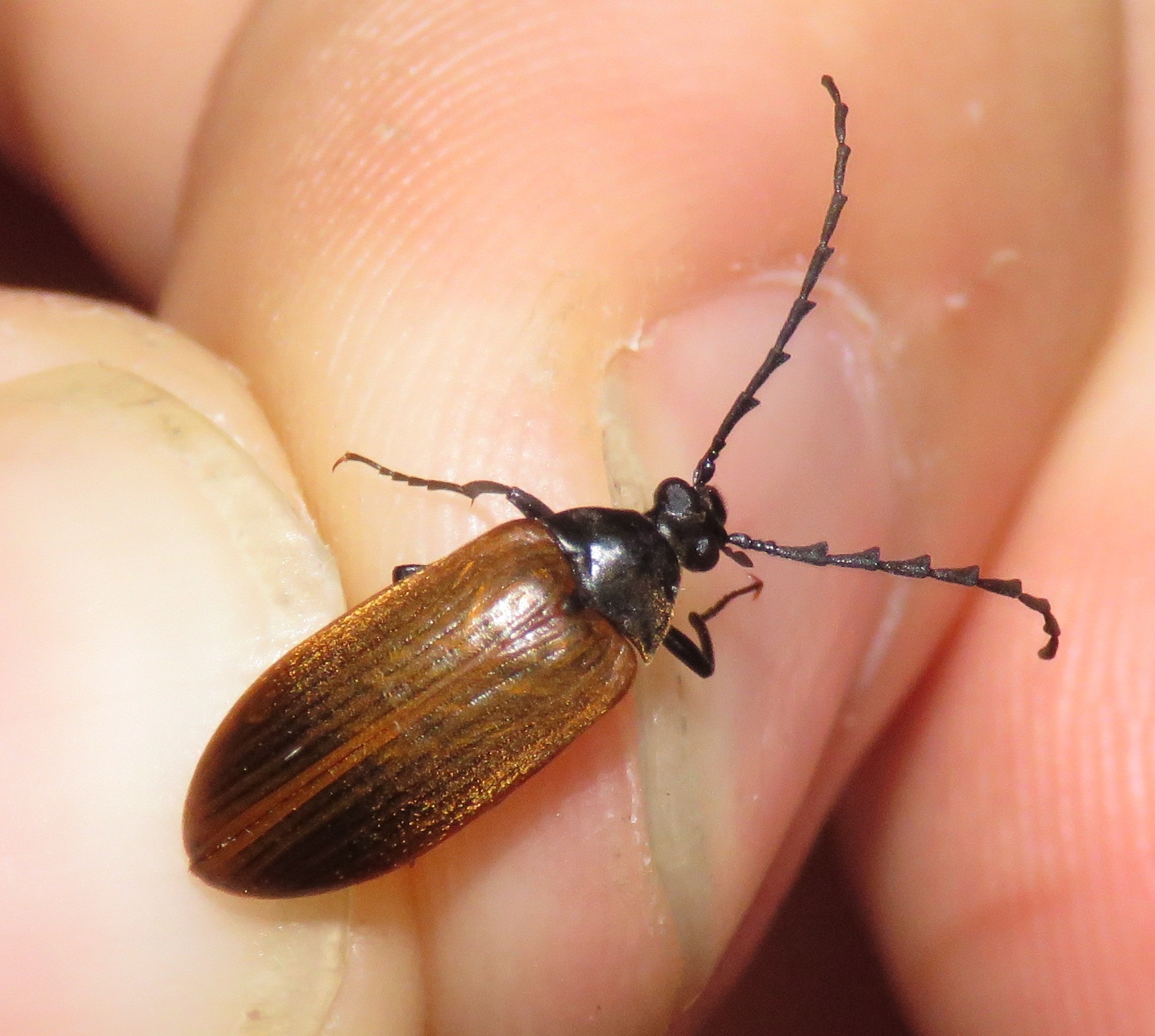 Pseudocistela ceramboides (Linnaeus, 1758)