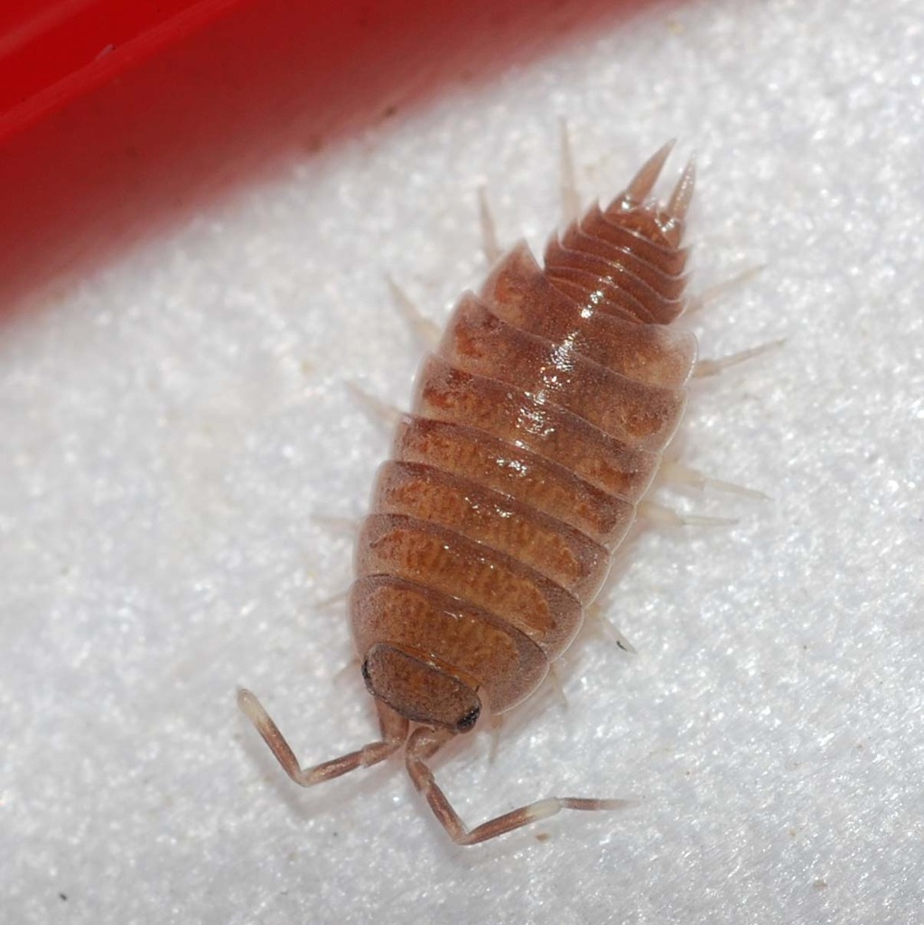 Porcellionides in August 2022 by Paul B. · iNaturalist