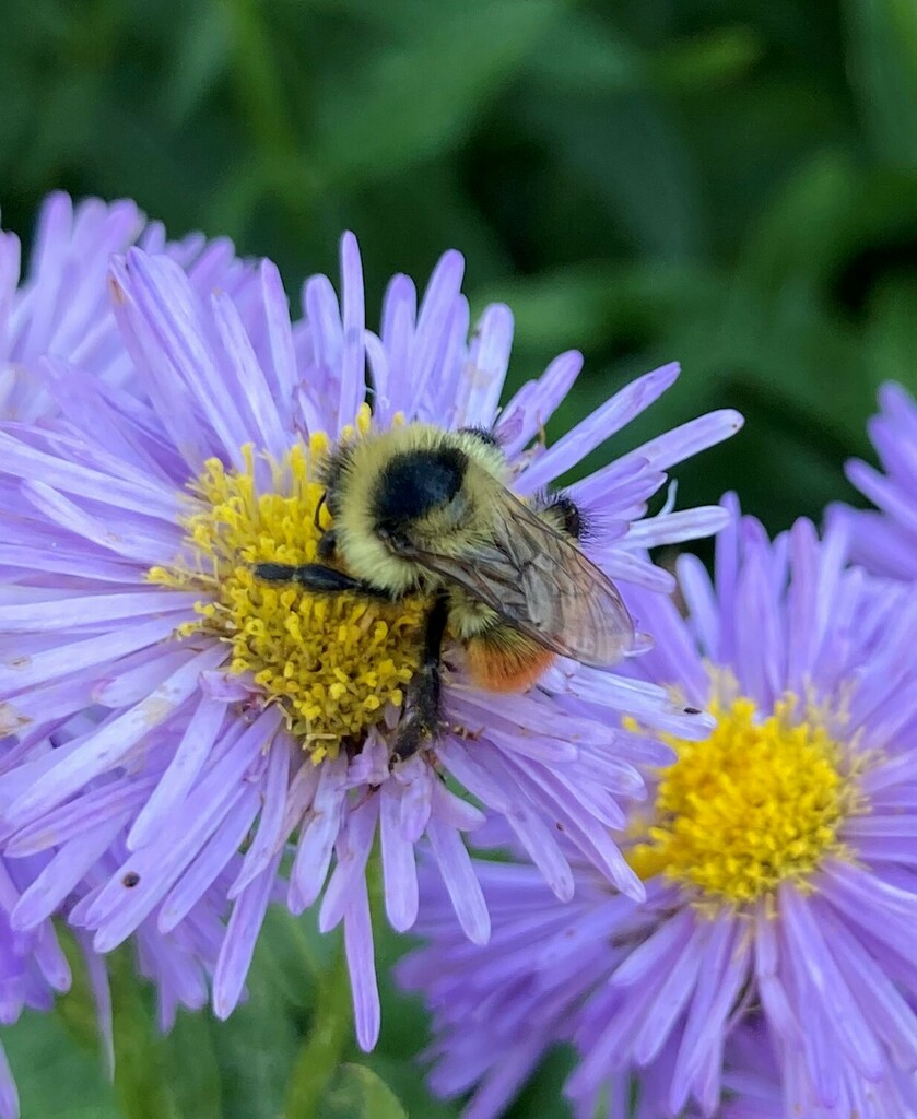 Red-belted Bumble Bee from Douglasdale, Calgary, AB T2Z, Canada on ...