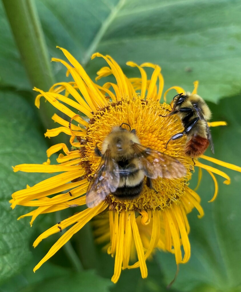 Perplexing Bumble Bee from Douglasdale, Calgary, AB T2Z, Canada on ...