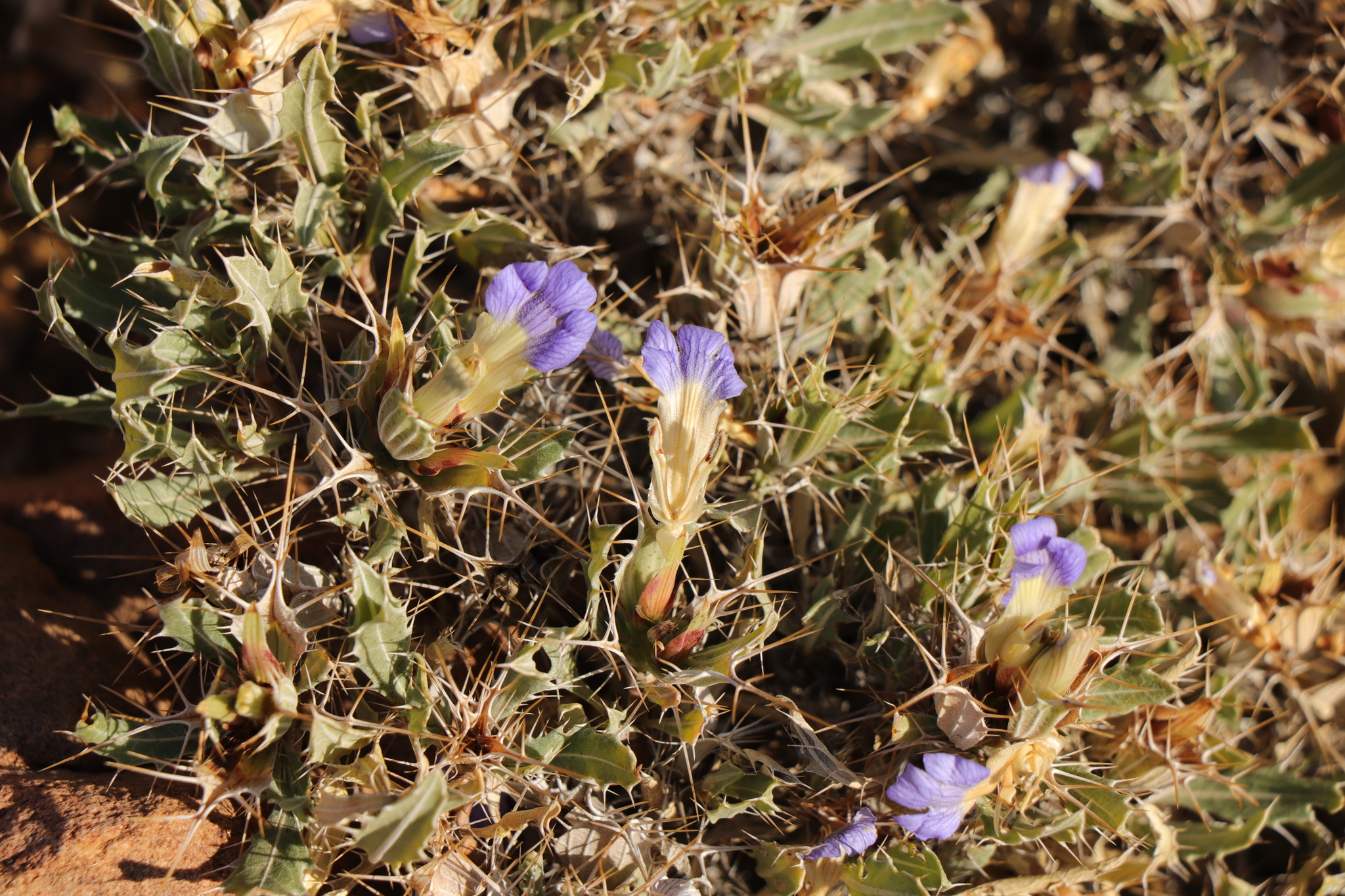 Blepharis mitrata C.B.Clarke