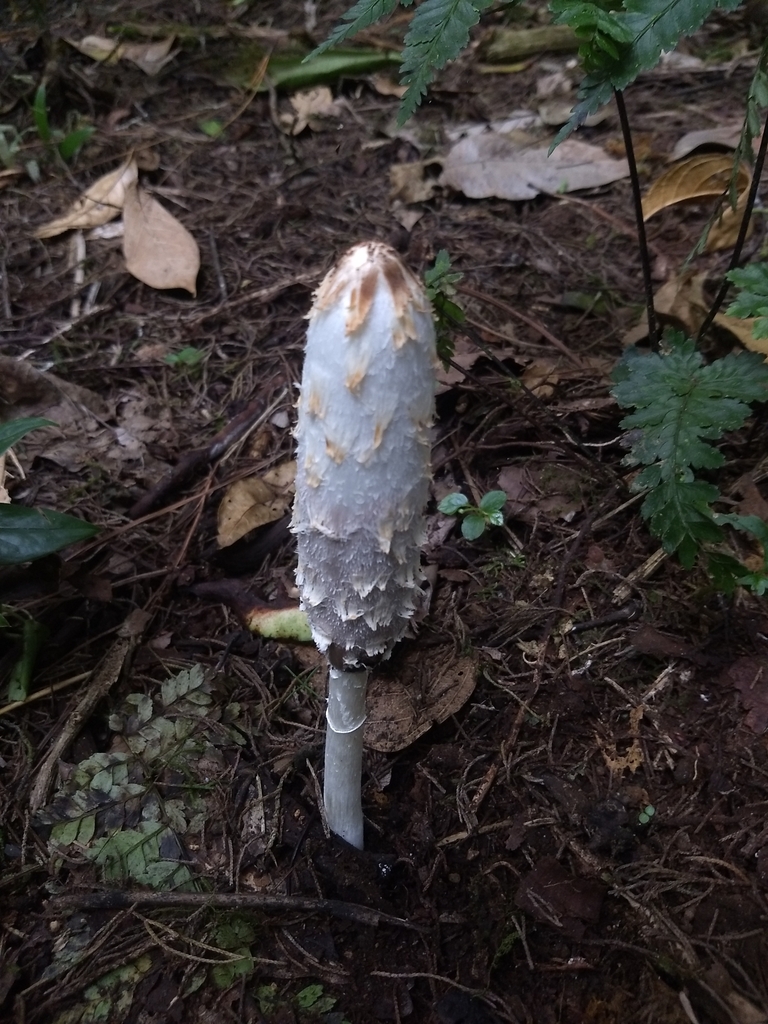inky caps from Risaralda, CO on July 09, 2022 at 12:36 PM by María ...