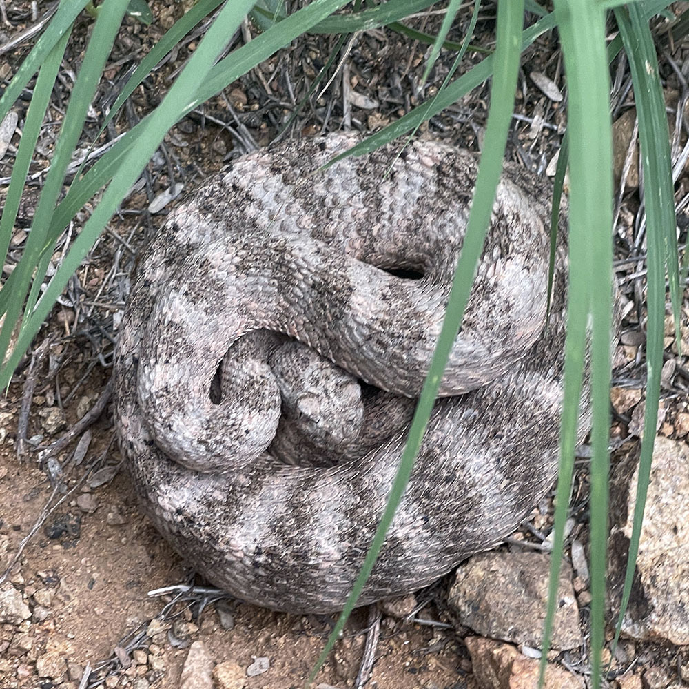 Crotalus tigris Kennicott, 1859