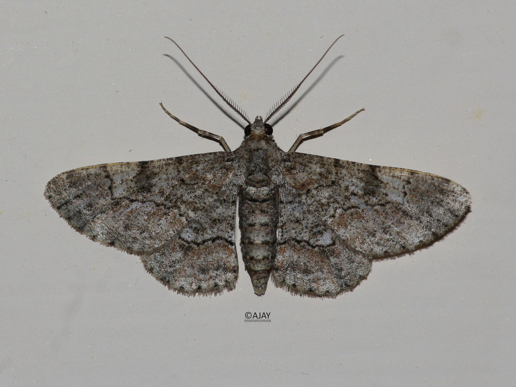 Cleora cornaria from Kongad, Kerala 678631, India on October 1, 2021 at ...