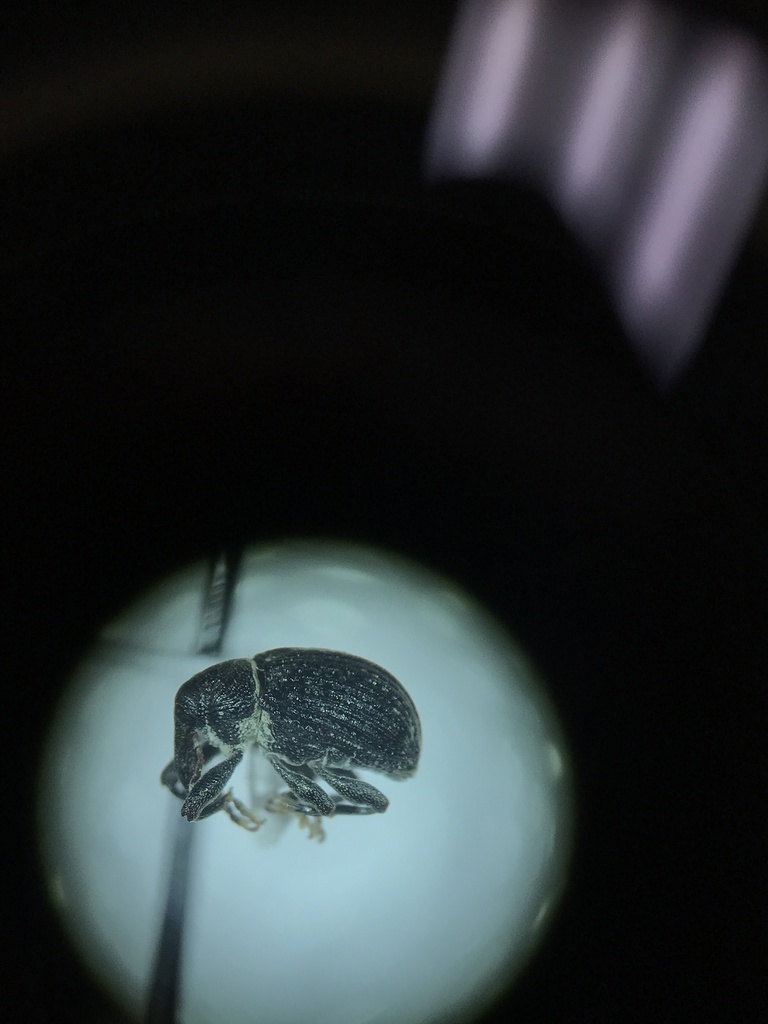 Rhyssomatus from Missouri National Recreation River, Meckling, SD, US ...