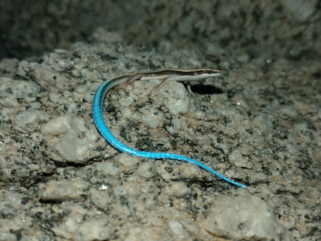 Dwarf Plated Lizard from Erongo Region, Namibia on July 25, 2019 at 10: ...
