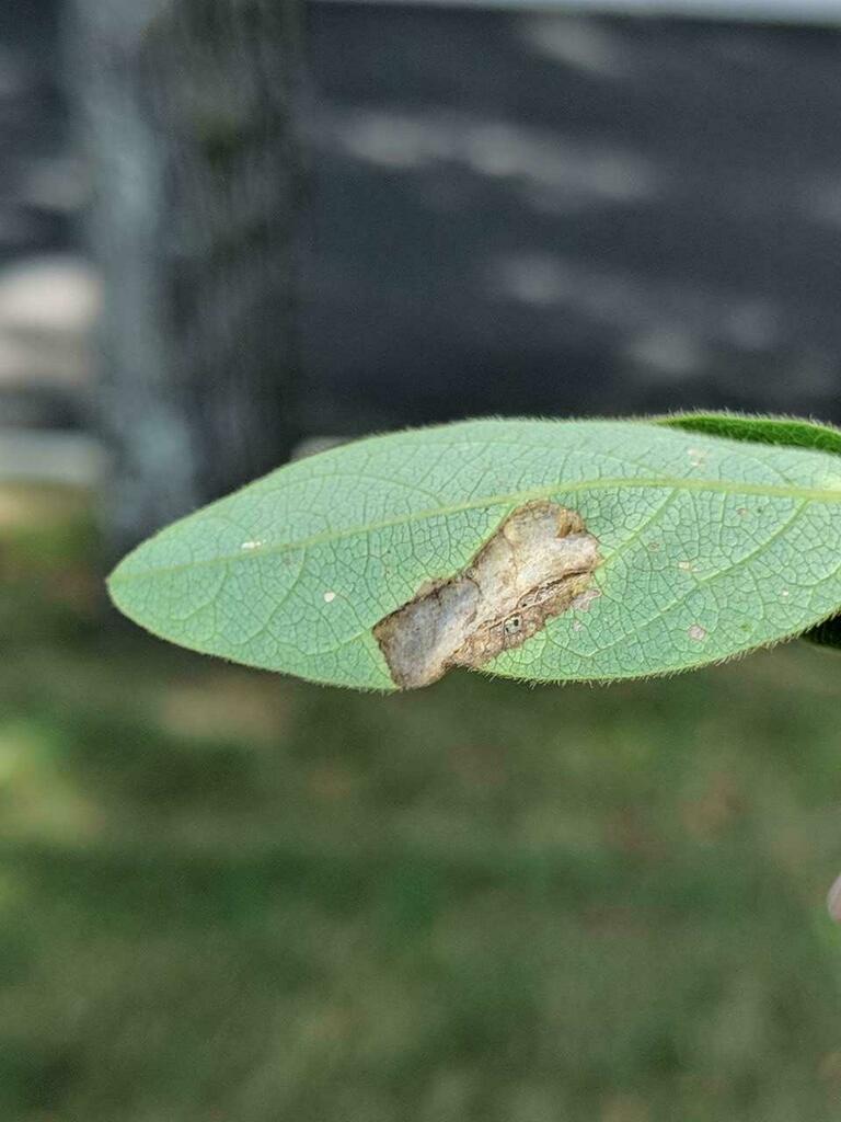 Tentiform Bean Leafminer in July 2022 by privatenoaccess. On trailing ...