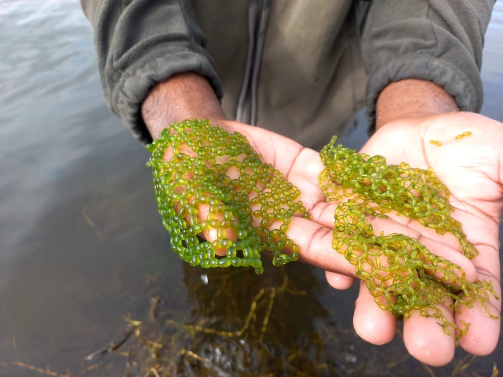 Hydrodictyon africanum from Table Bay Nature Reserve- Rietvlei Section ...