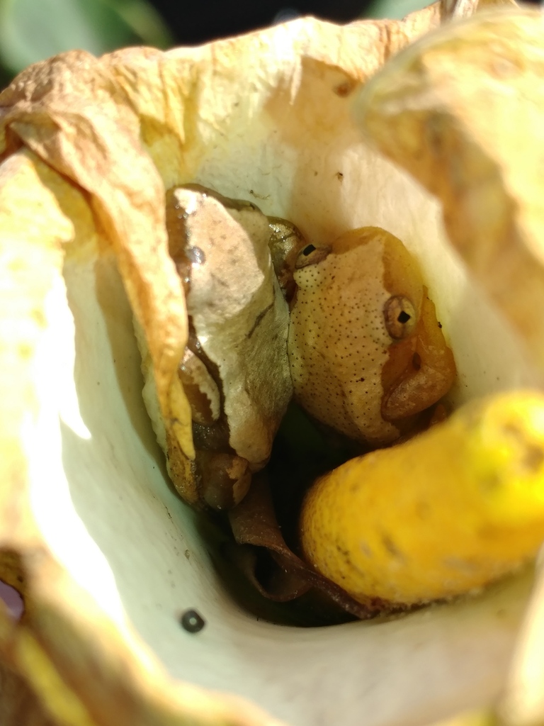 Knysna Spiny Reed Frog in November 2019 by buggsbalmer · iNaturalist