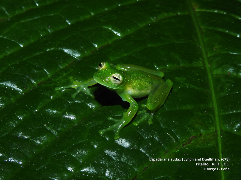 Napo Giant Glass Frog from Pitalito, Huila, Colombia on March 1, 2018 ...