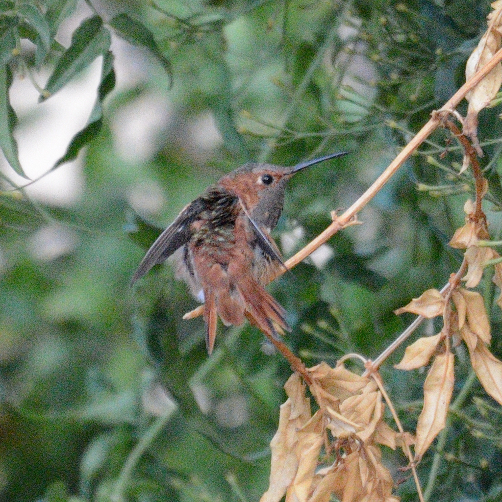 Allen's Hummingbird in August 2022 by Daryl Williams · iNaturalist
