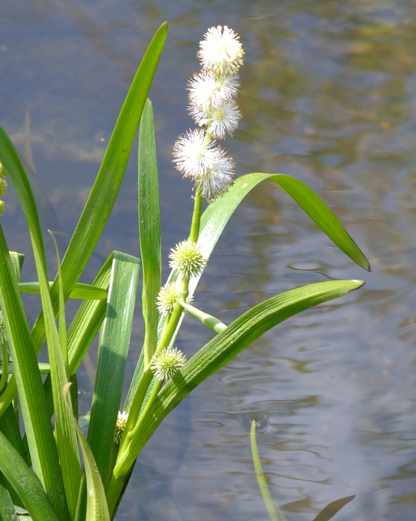 unbranched bur-reed from Чеховский р-н, Московская обл., Россия on July ...