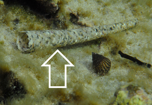 Pectinaria antipoda · iNaturalist