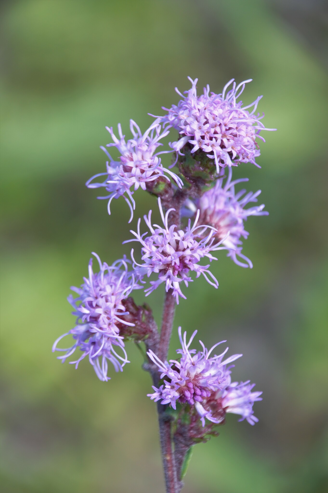 Liatris ligulistylis (A.Nels.) K.Schum.