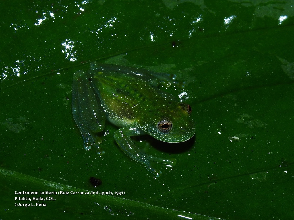 lonely Cochran frog in August 2018 by Jorge L. Peña · iNaturalist ...