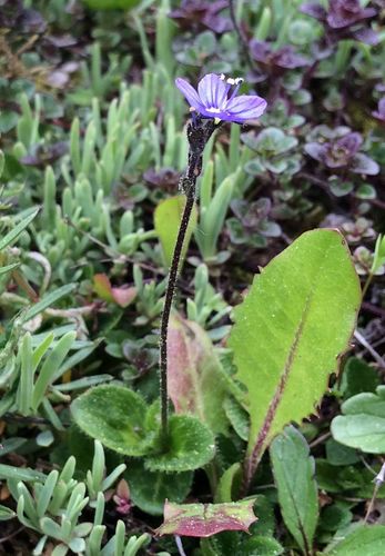 Leafless-stemmed Speedwell (Veronica aphylla) · iNaturalist