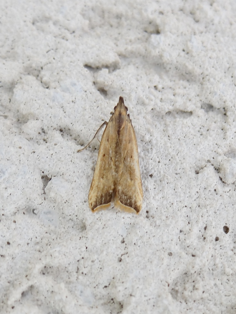 Black-edged Dichomeris Moth from St. Ann Catholic Elementary School ...