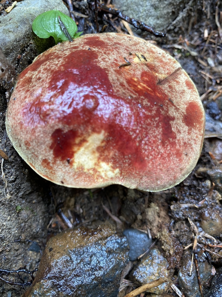 Smith's Bolete from The Mount Baker-Snoqualmie National Forest, North ...