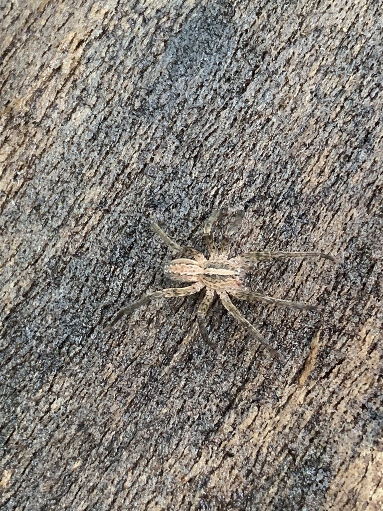 Southeastern Wandering Spider from Tompkinsville, KY, US on August 4 ...