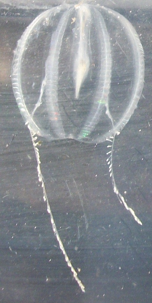 Sea Gooseberry from Middletown, RI, USA on April 04, 2013 at 04:12 PM ...