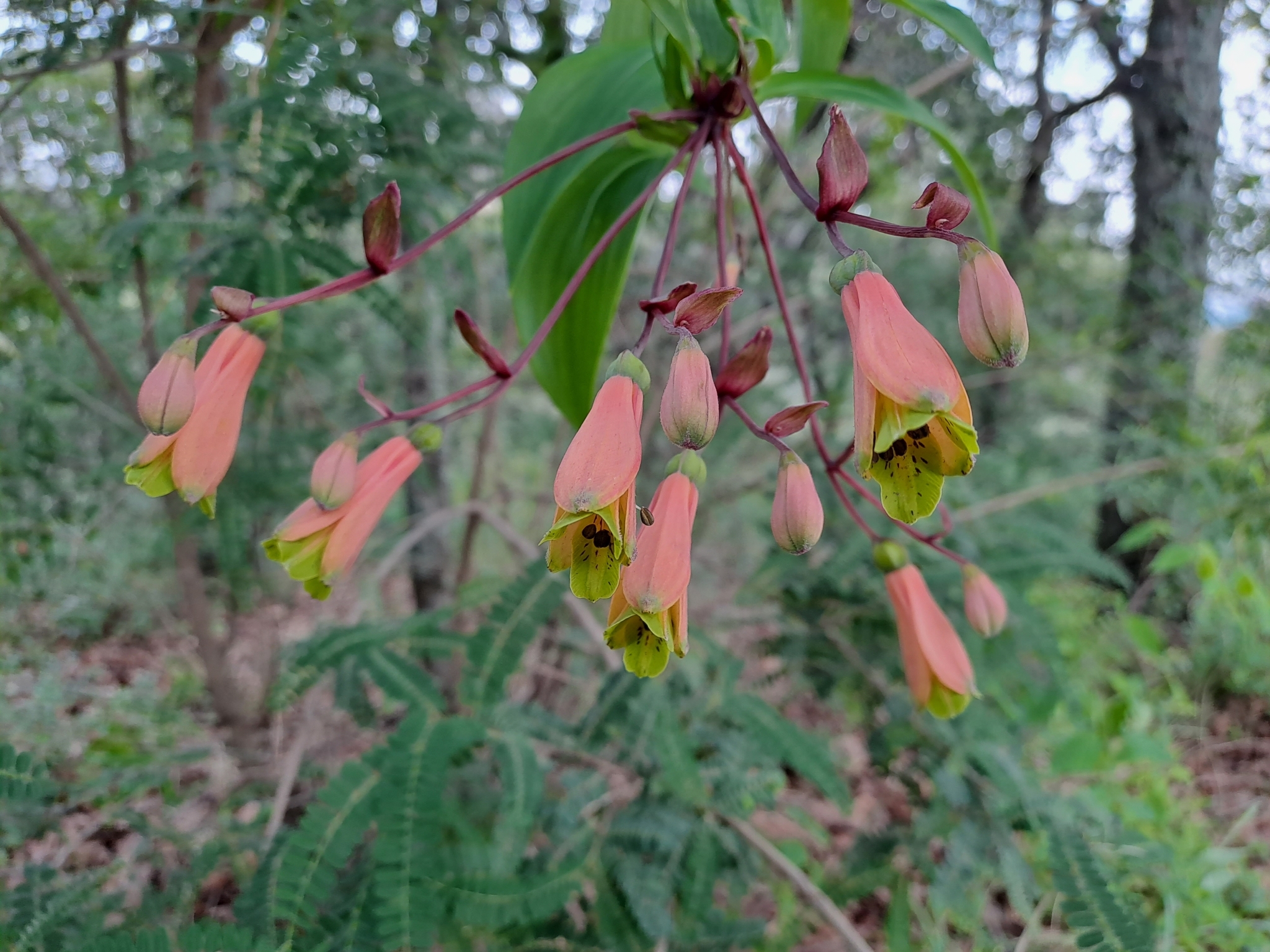 Bomarea edulis (Tussac) Herb.