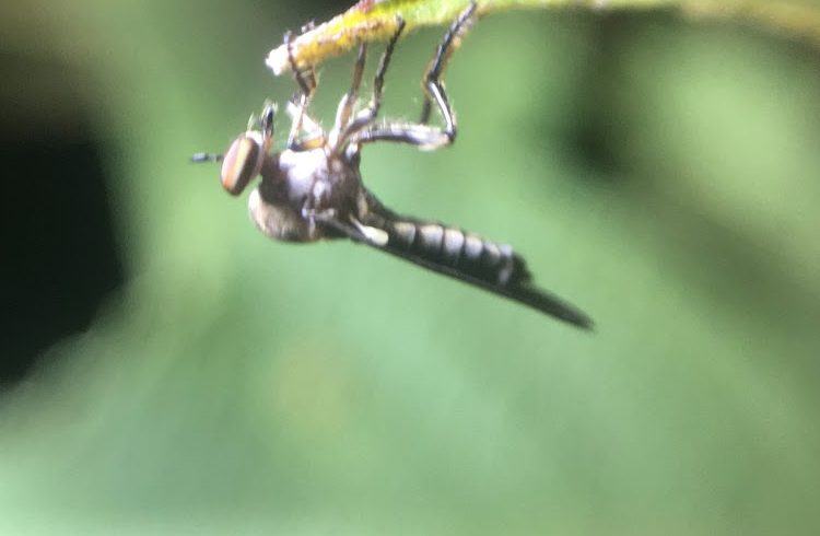 Gnat Ogres from Melgar, Tolima, Colombia on August 3, 2022 at 09:36 AM ...