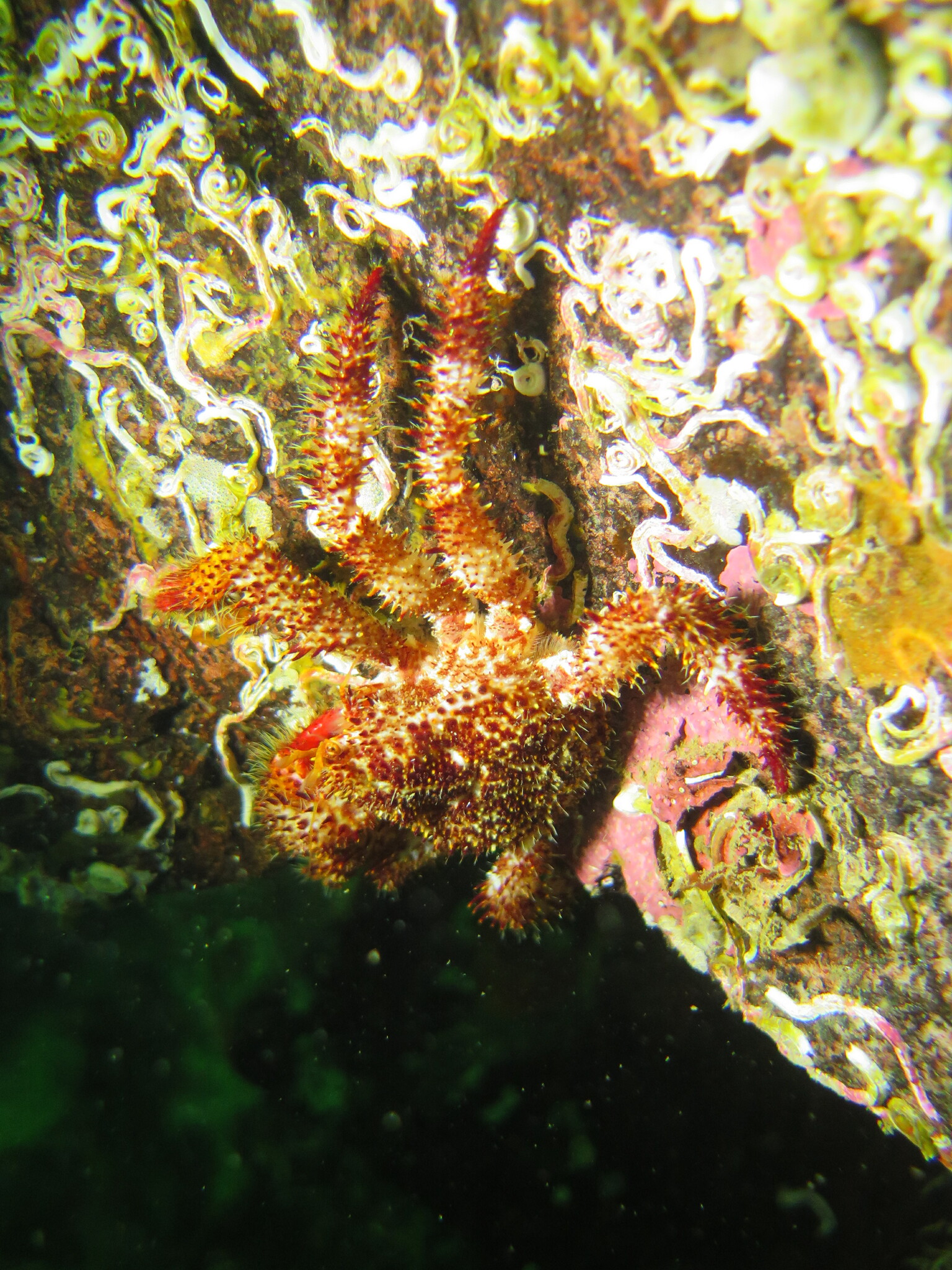 Acantholithodes hispidus (Stimpson, 1860)
