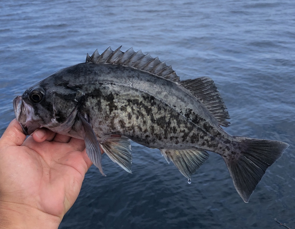 Blue Rockfish from Pacific Ocean, MX on July 31, 2022 at 09:39 AM by ...