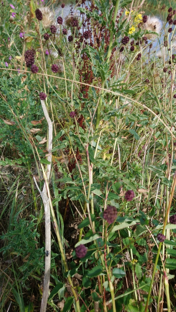 Great burnet from Norton-Juxta-Twycross, Atherstone CV9 3PT, UK on ...